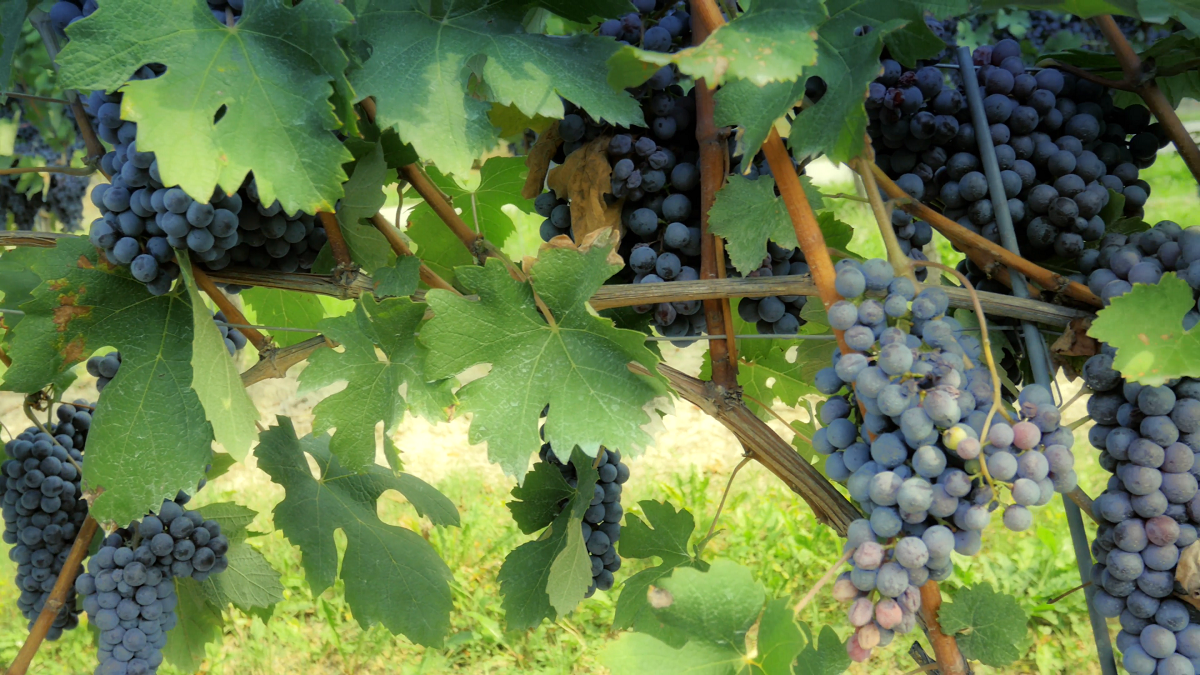 Passucci International Travel - JOIN US ON THE TRAIL OF ONE OF THE BEST ...